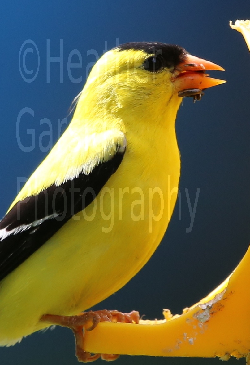 American Goldfinch | Tails of a Twitcher