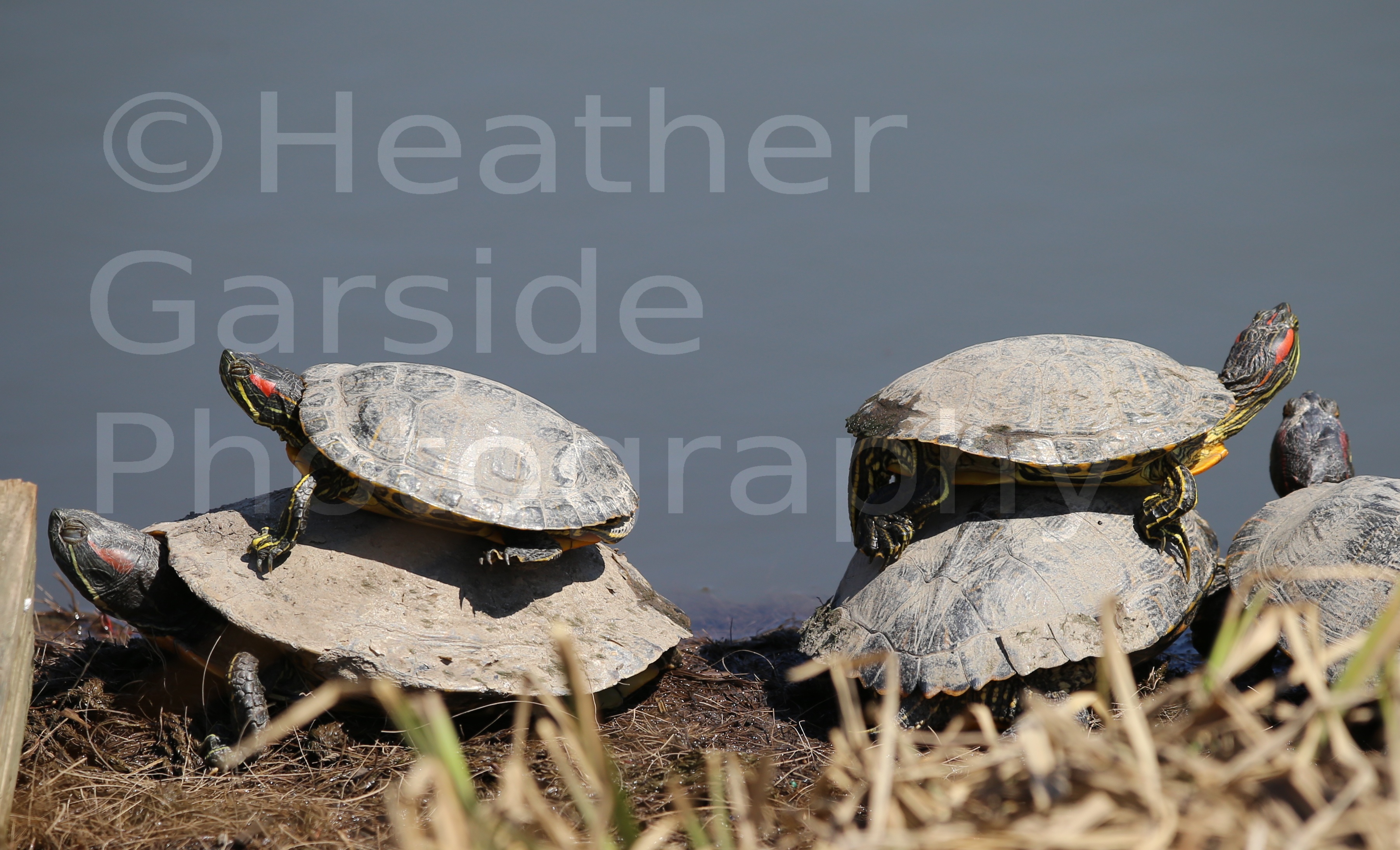 Painted Turtles | Tails of a Twitcher
