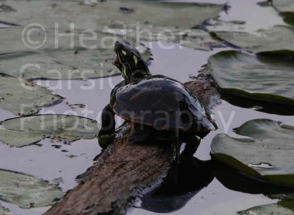 Painted Turtles | Tails of a Twitcher